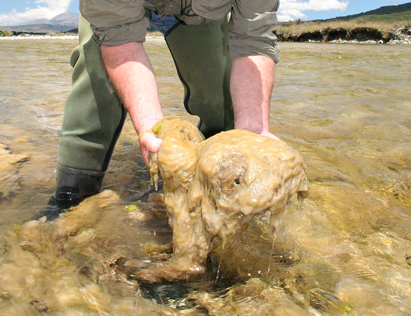 Didymo and other pests - PackraftingTrips.NZ
