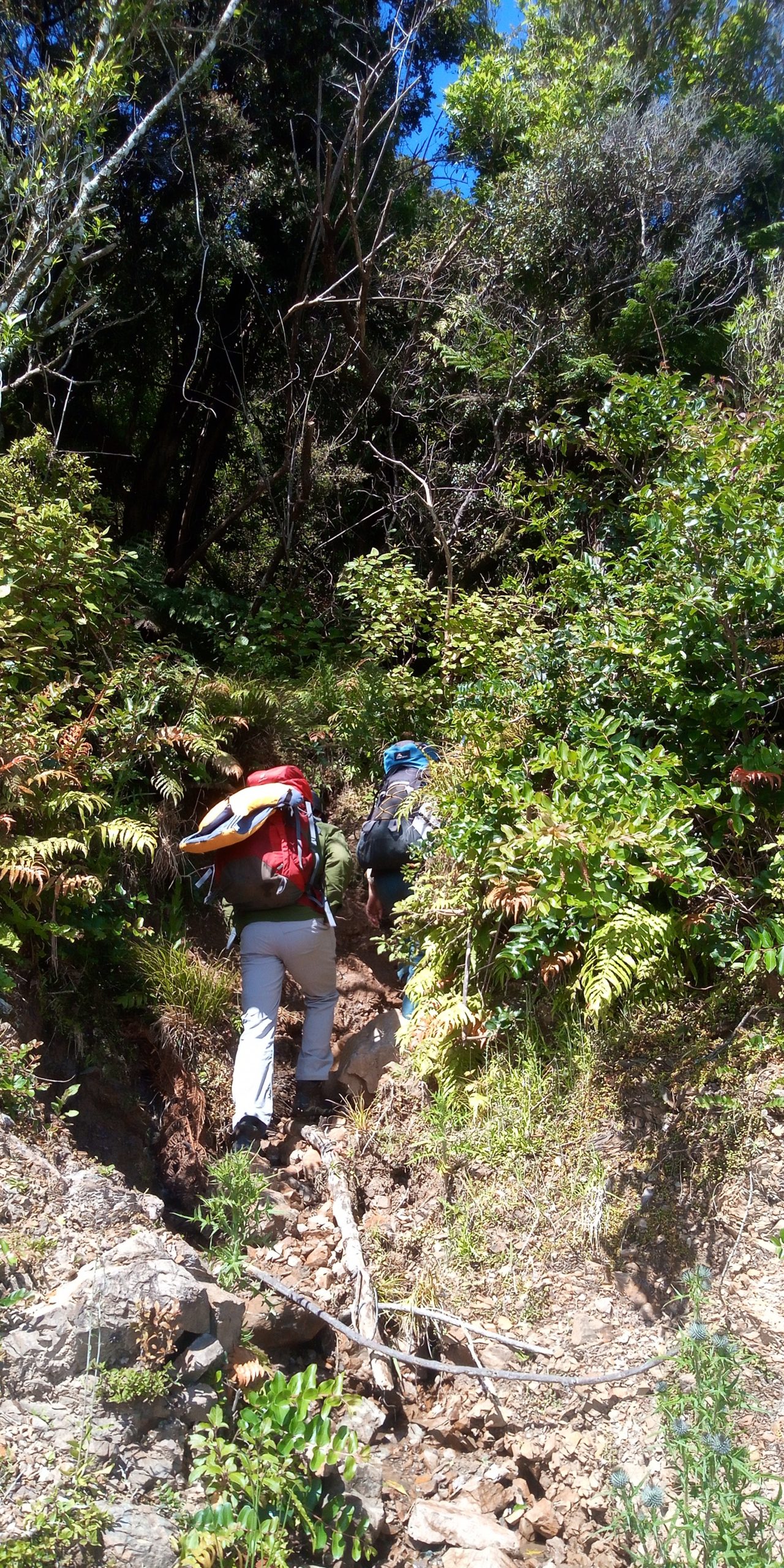 The Ellery, Jackson & Arawhata Loop (I+) - PackraftingTrips.NZ
